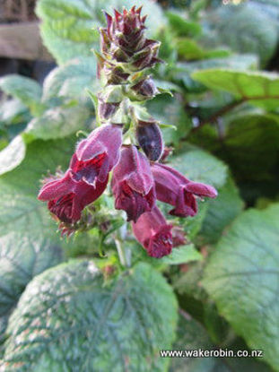Salvia x jamensis 'Nachtvlinder' | Wake Robin Nursery