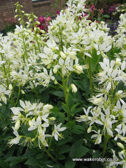 Dictamnus albus var. albiflorus | Wake Robin Nursery