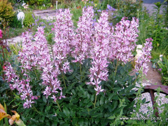 Dictamnus albus var. purpureus | Wake Robin Nursery