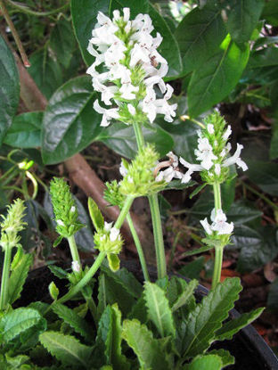 Perennials | Wake Robin Nursery