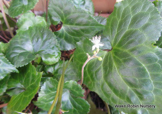 Beesia calthifolia | Wake Robin Nursery