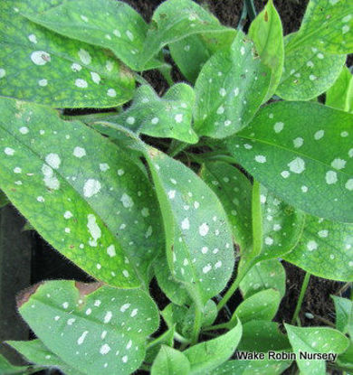 Salvia x jamensis 'Nachtvlinder' | Wake Robin Nursery