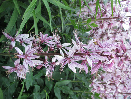 Dictamnus albus var. purpureus | Wake Robin Nursery