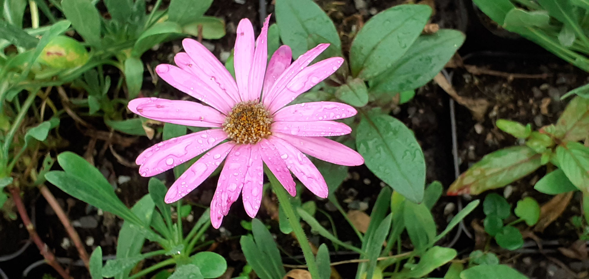 Dimorphotheca barbarae compacta | Wake Robin Nursery