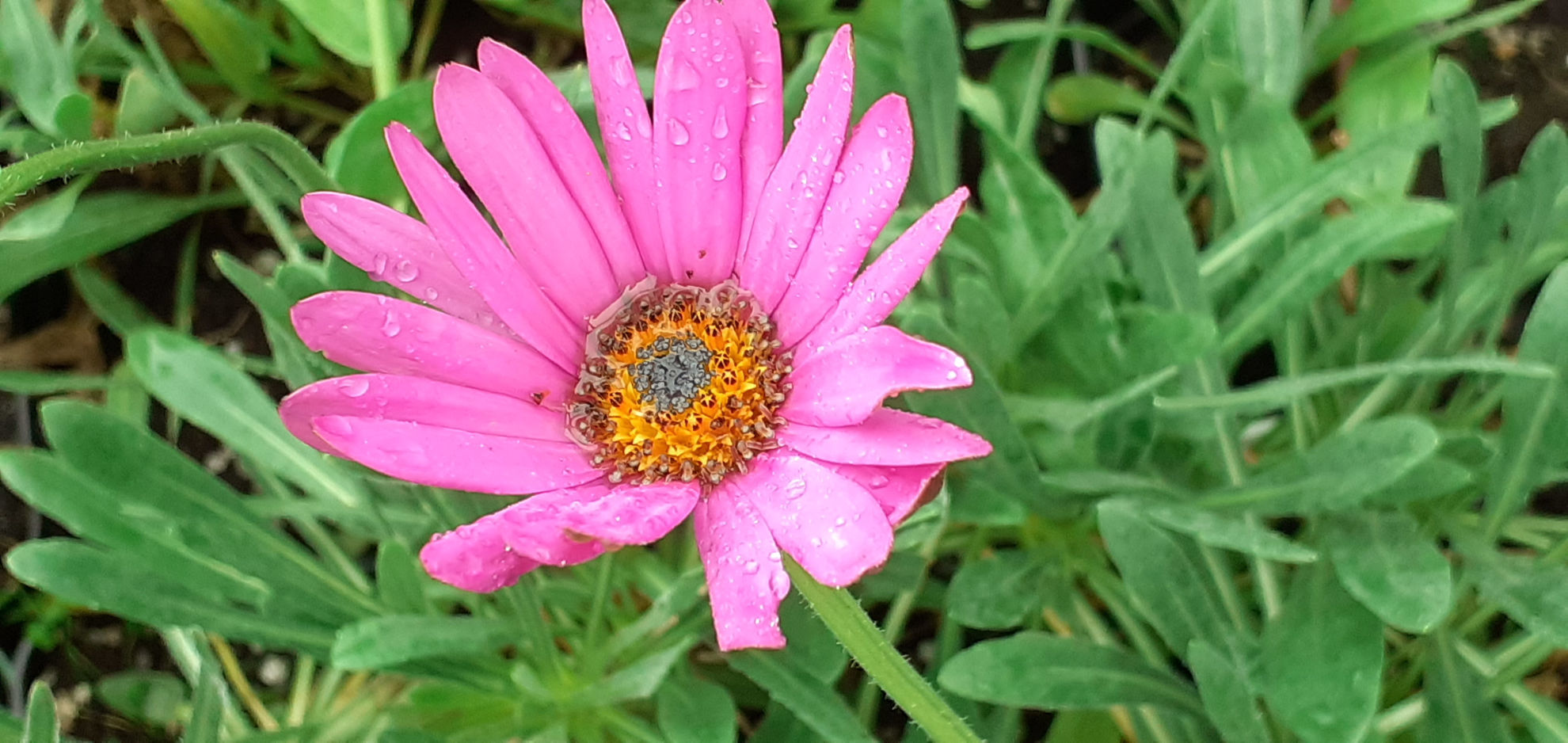 Dimorphotheca barbarae compacta | Wake Robin Nursery