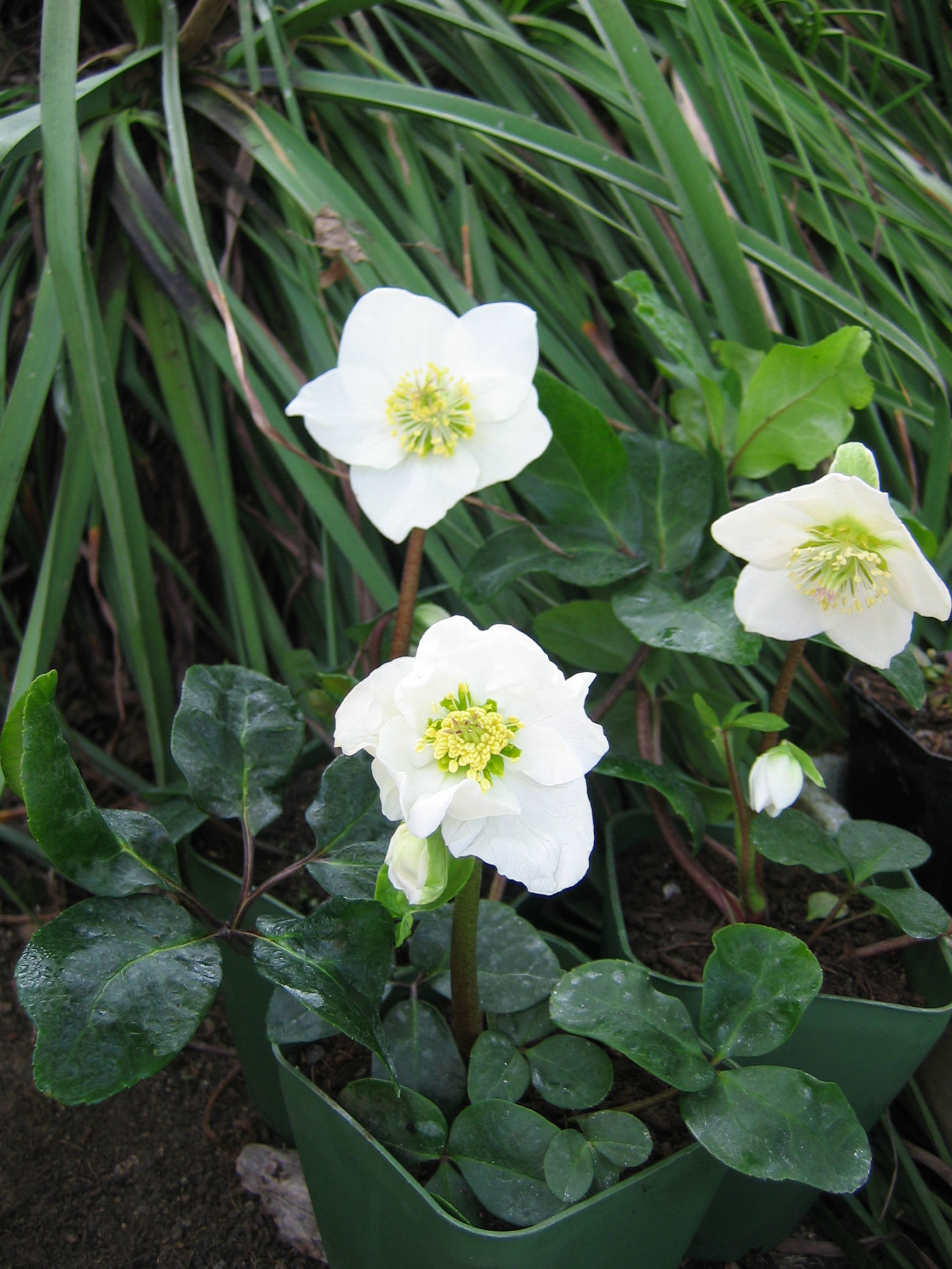 Helleborus niger ' White Magic' | Wake Robin Nursery