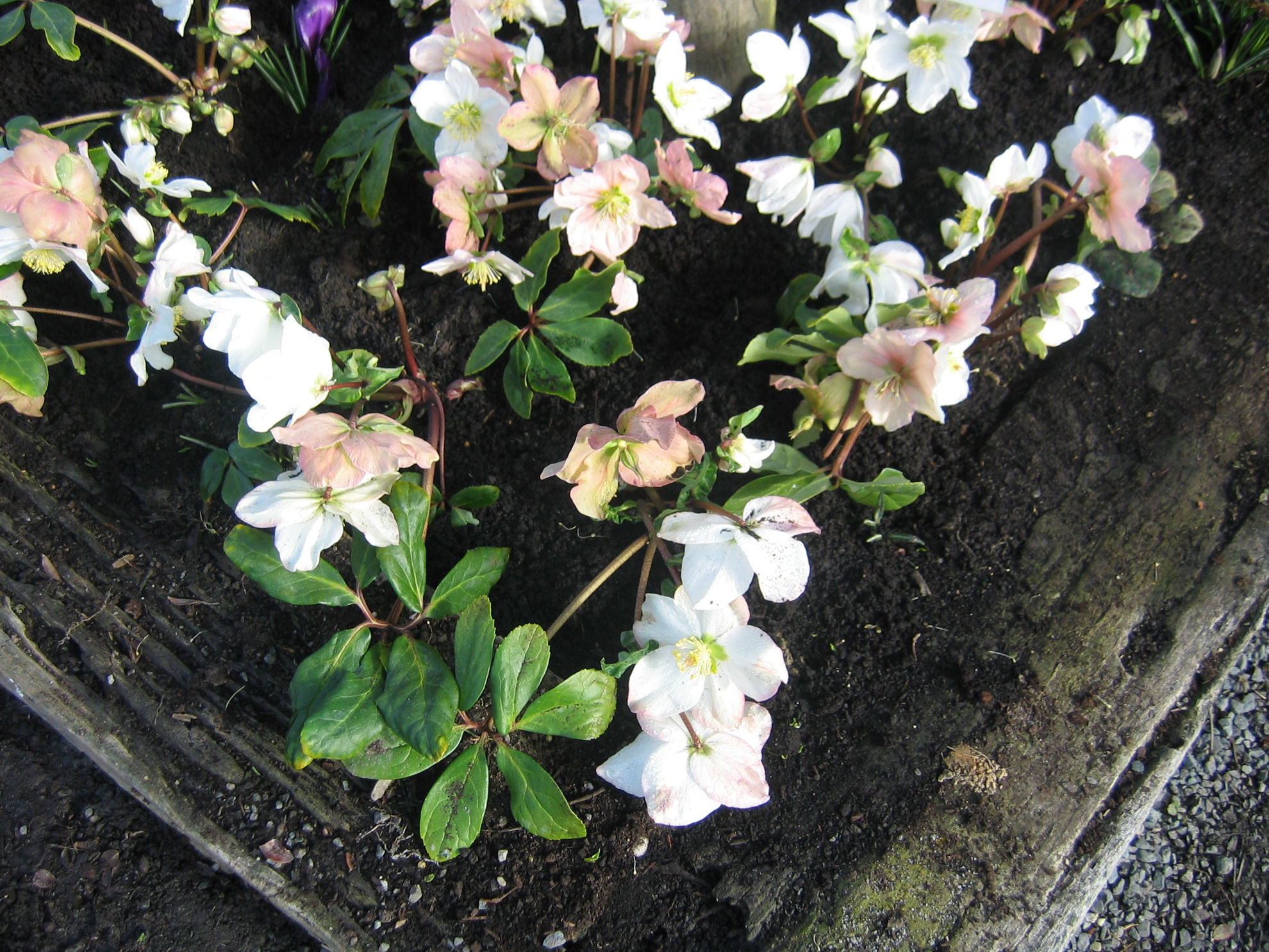 Helleborus niger ' White Magic' | Wake Robin Nursery