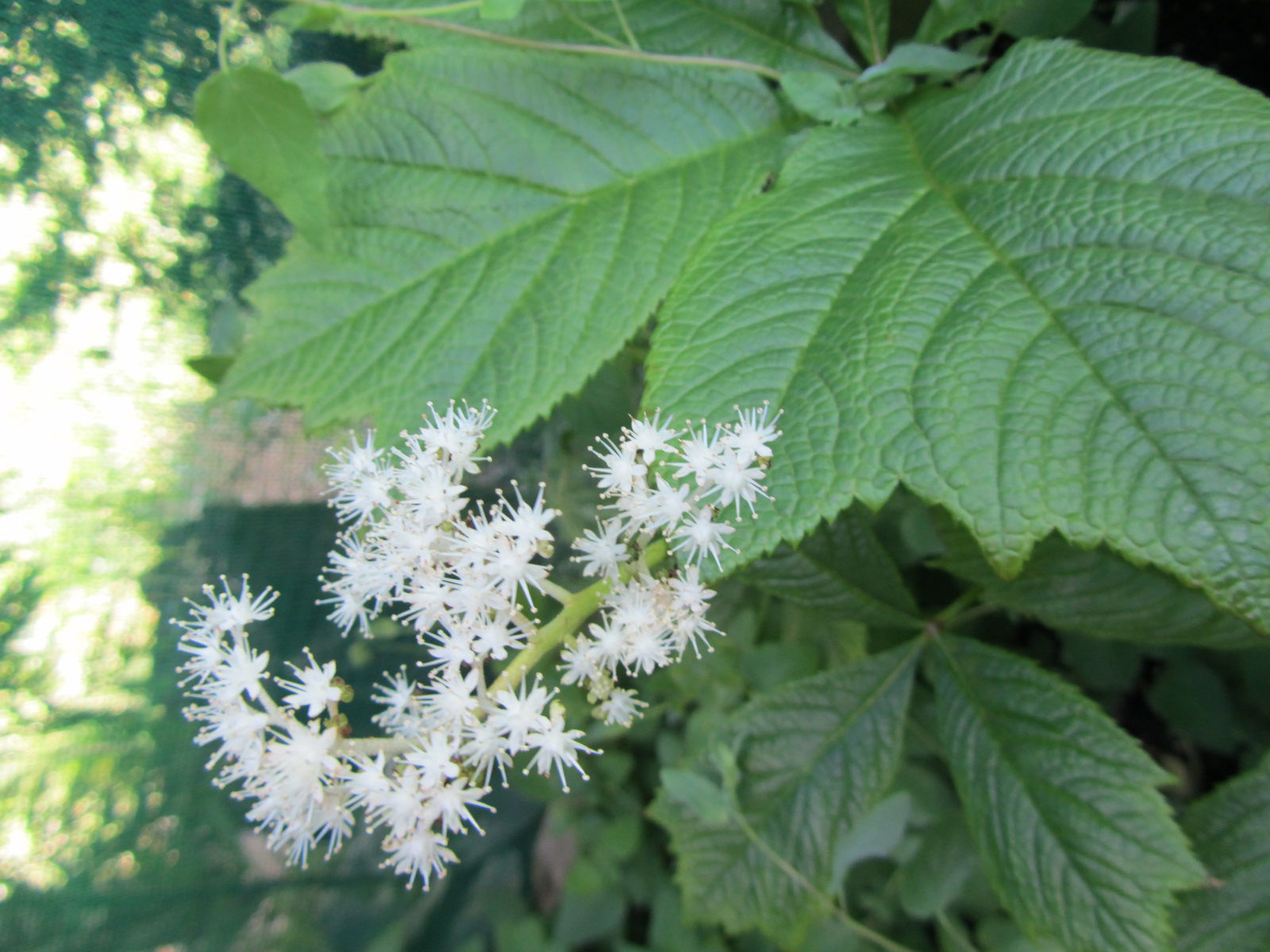 Rodgersia podophylla | Wake Robin Nursery