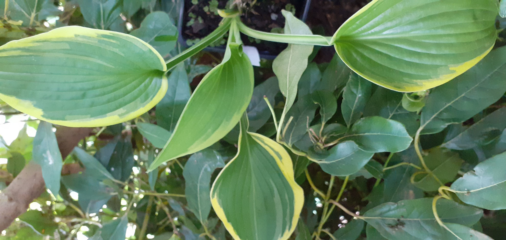 Hosta 'Viette's Yellow Edge' | Wake Robin Nursery