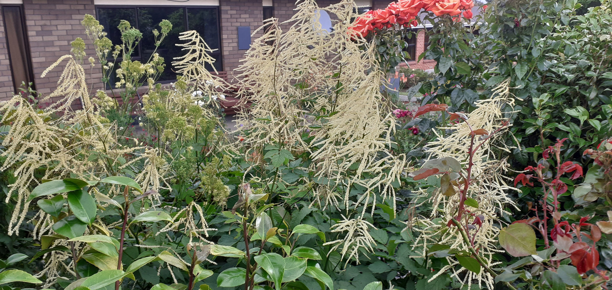 Aruncus dioicus | Wake Robin Nursery