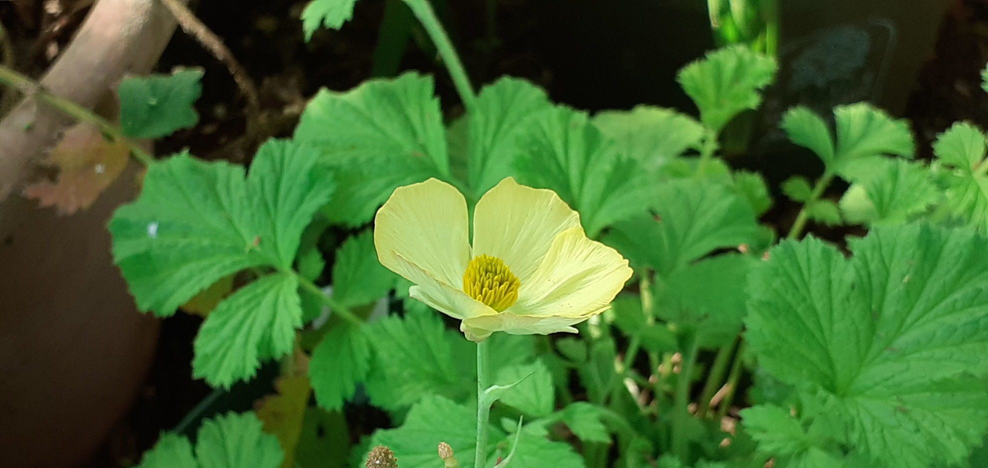 Ranunculus gramineus | Wake Robin Nursery