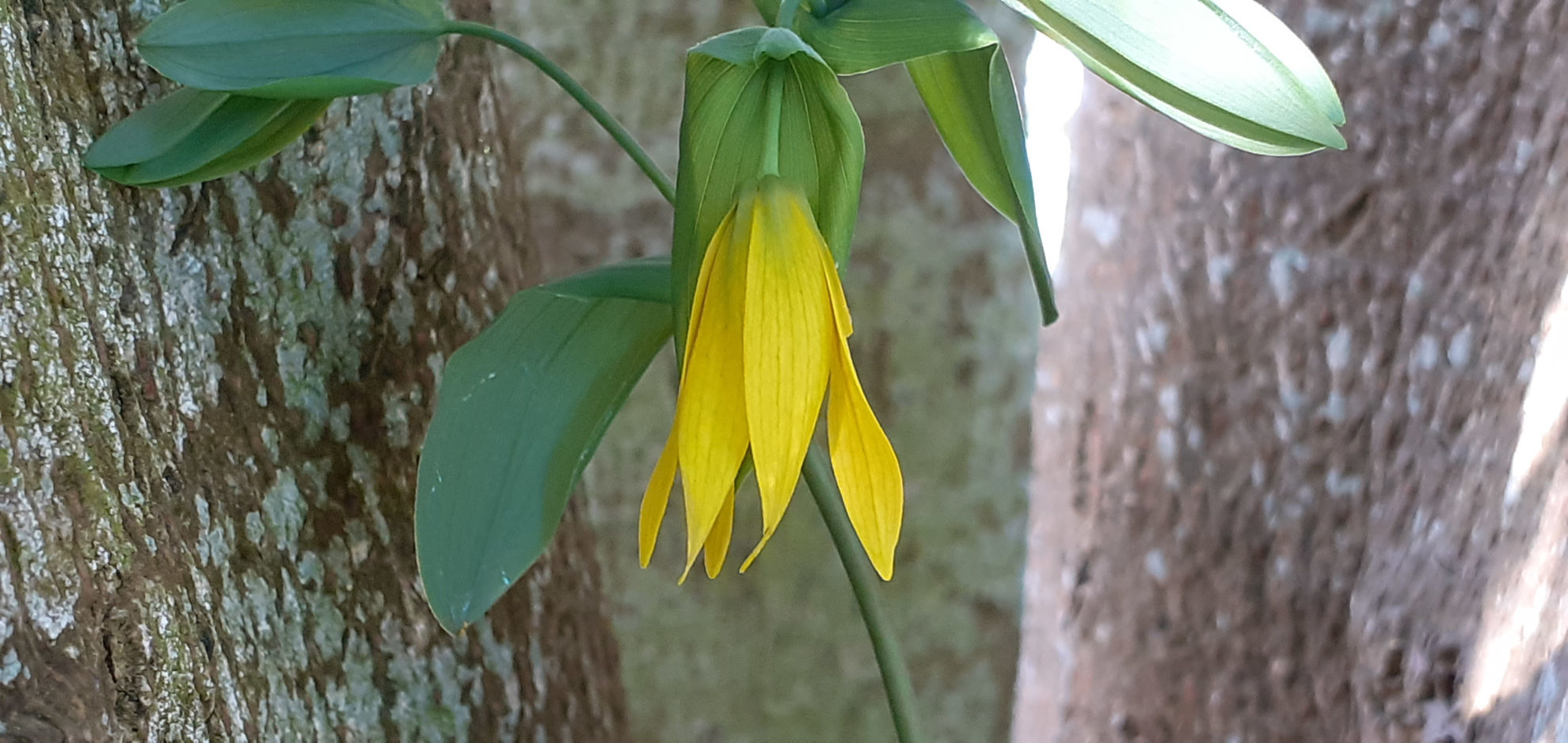 Uvularia grandiflora | Wake Robin Nursery