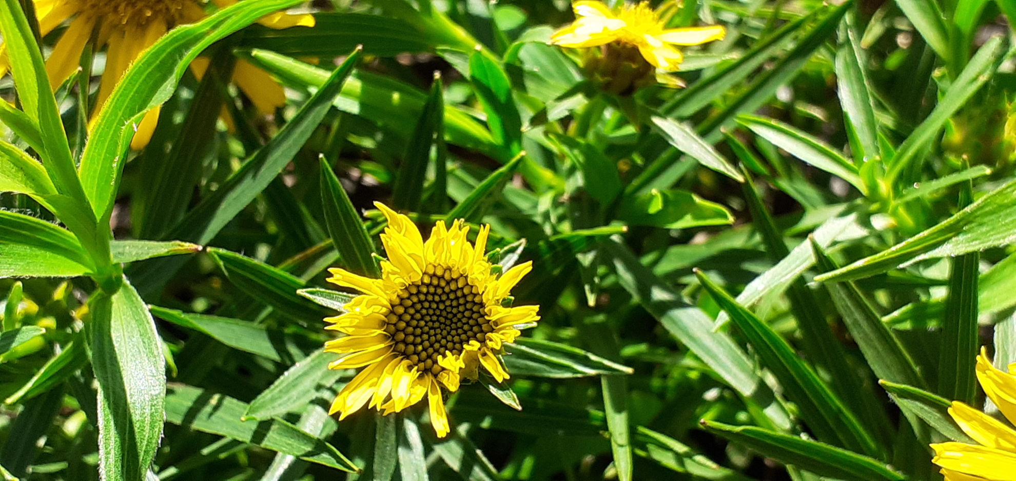 Inula ensifolia | Wake Robin Nursery