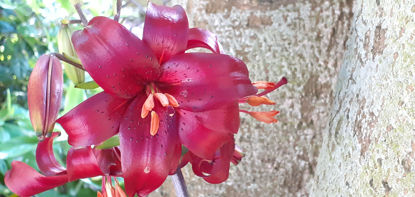 Bulbs | Wake Robin Nursery