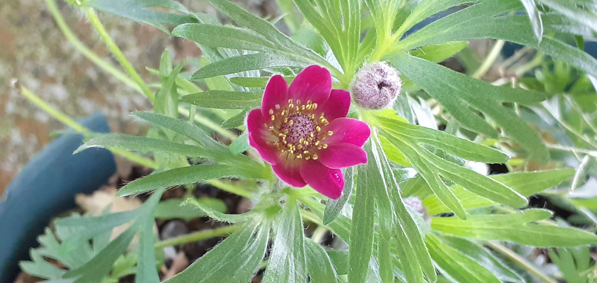 Anemone multifida 'Rubra' | Wake Robin Nursery