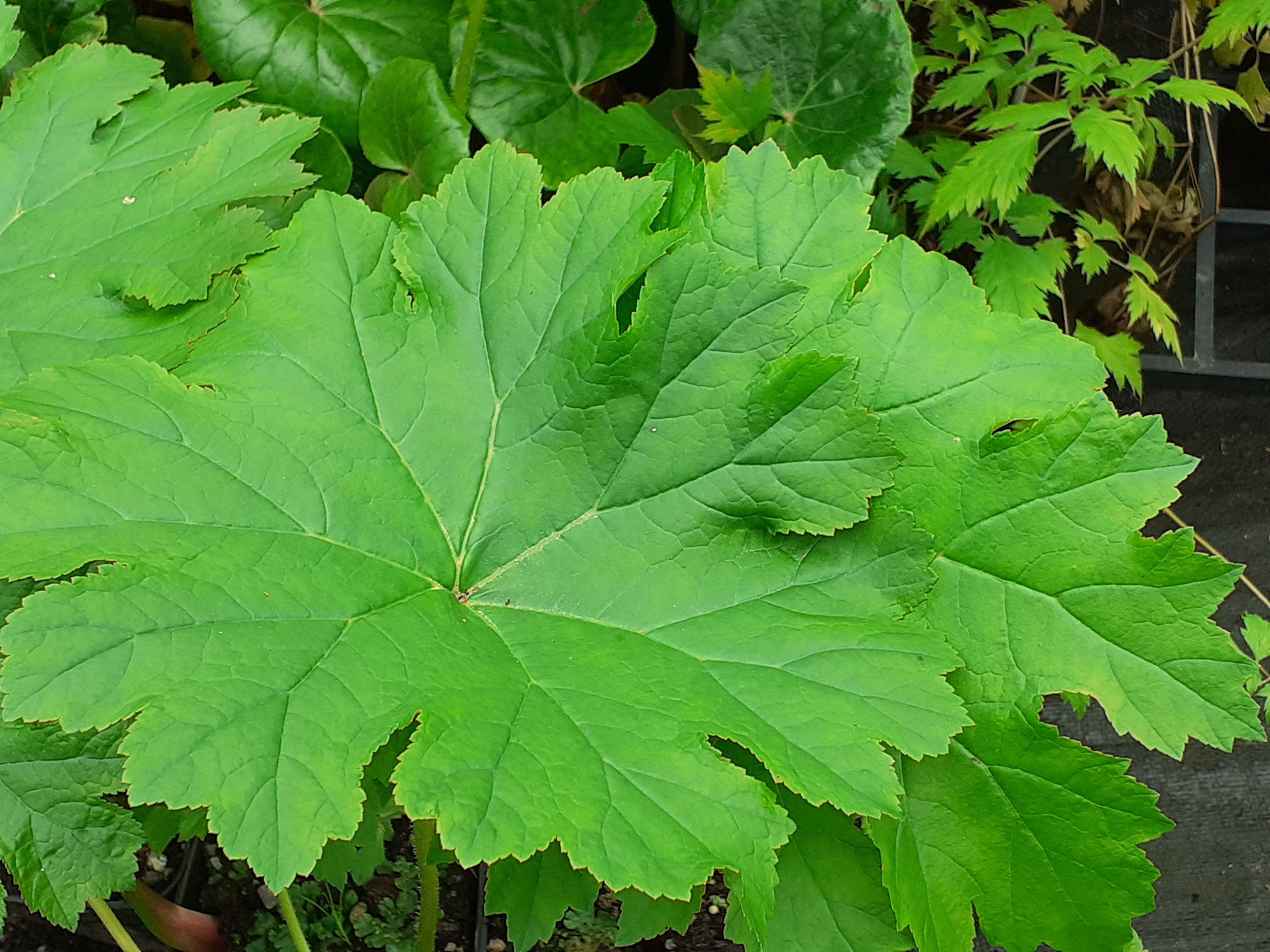 Peltiphyllum peltata | Wake Robin Nursery