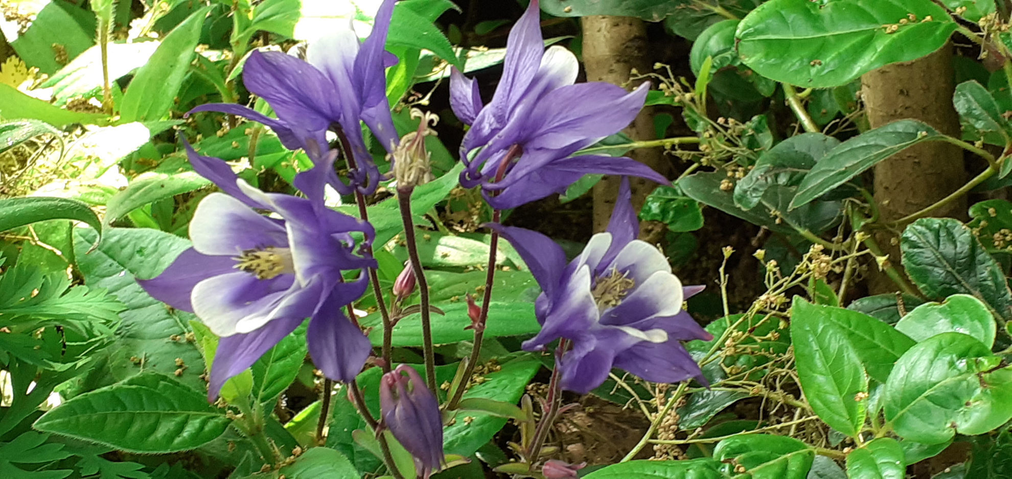 Aquilegia 'Winky' - Blue and White | Wake Robin Nursery