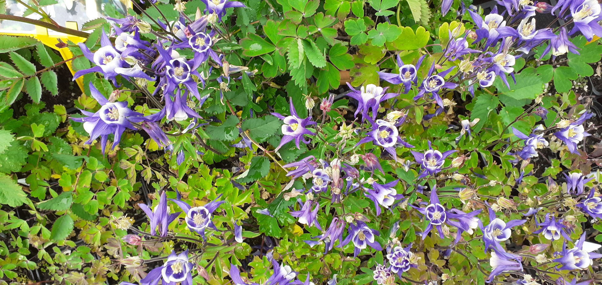 Aquilegia 'Winky' - Blue and White | Wake Robin Nursery