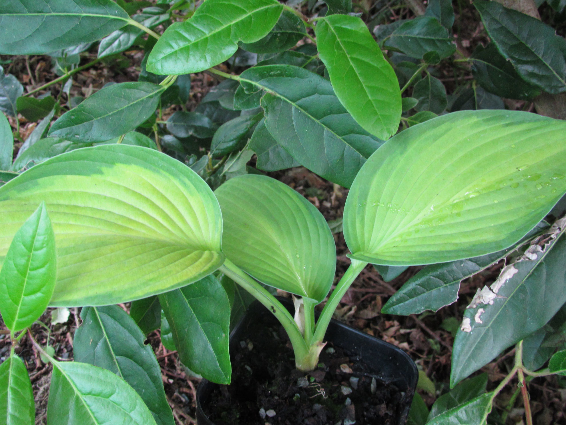 Hostas - 10 plants | Wake Robin Nursery