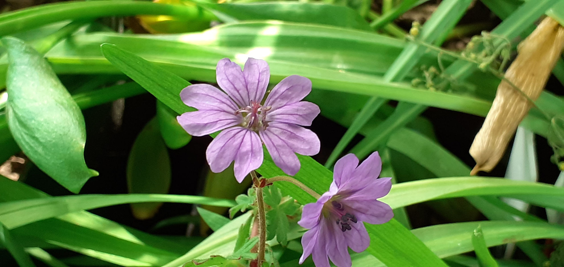 Geraniums - 10 plants | Wake Robin Nursery