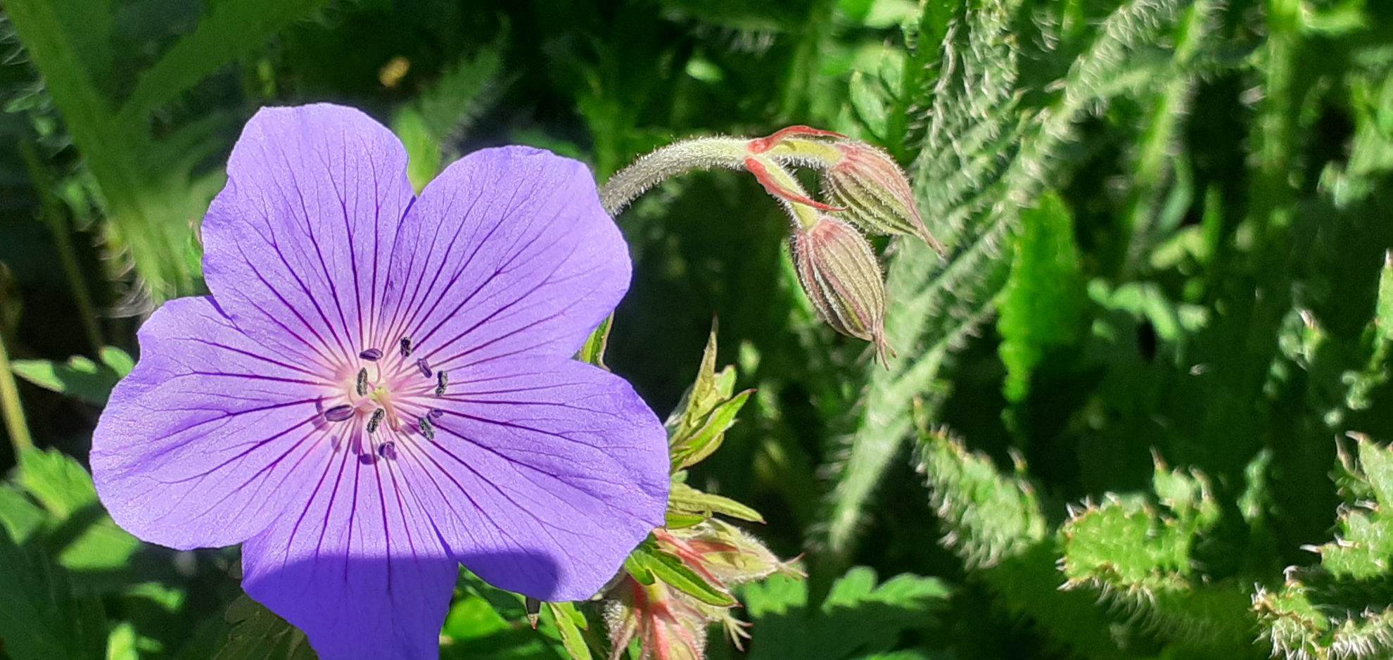 Geraniums - 10 plants | Wake Robin Nursery