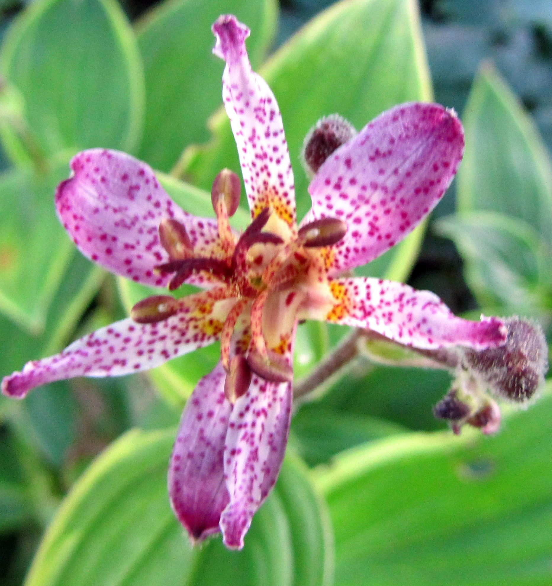 Tricyrtis (Toad Lilies) - 10 plants | Wake Robin Nursery