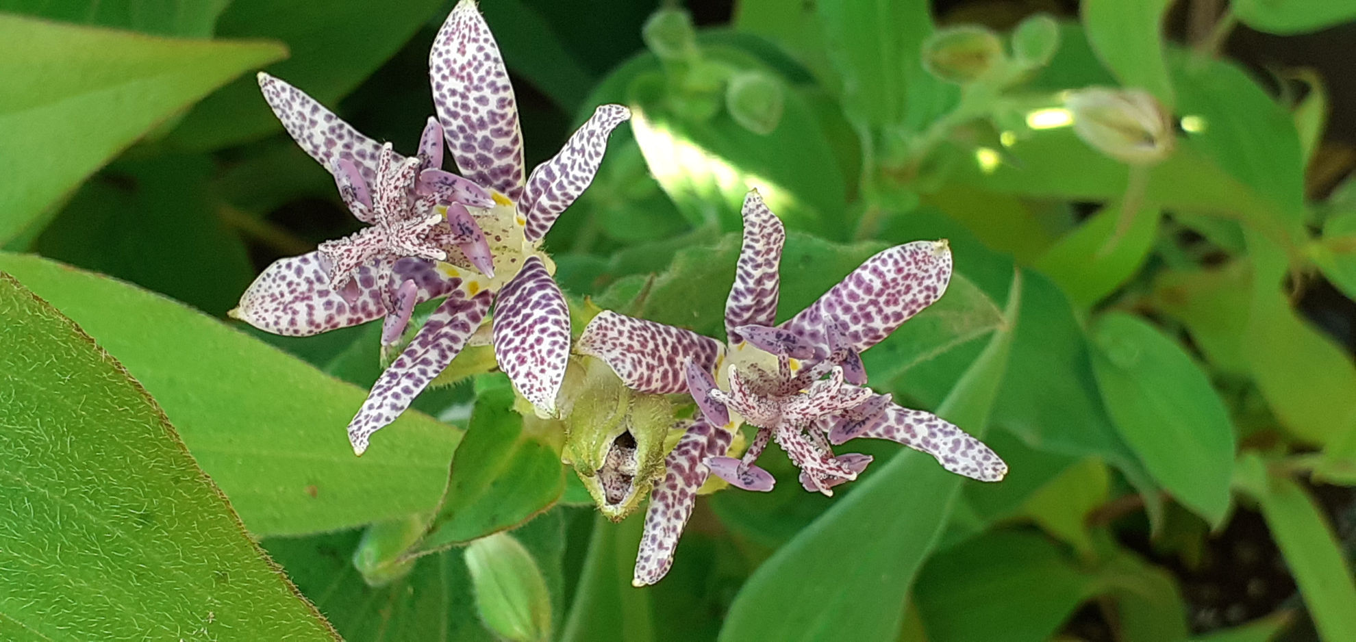 Tricyrtis (Toad Lilies) - 10 plants | Wake Robin Nursery