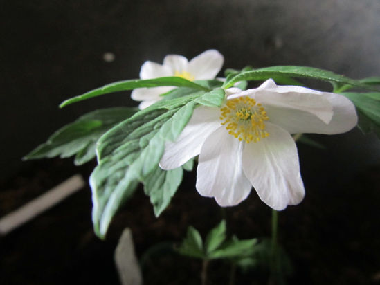 Anemones - 10 plants | Wake Robin Nursery