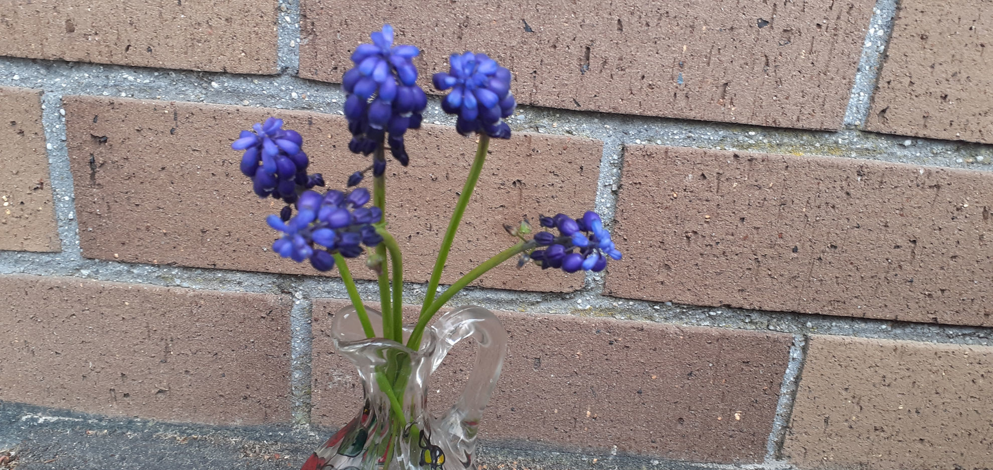 Muscari - Bicolour - violet/purple | Wake Robin Nursery
