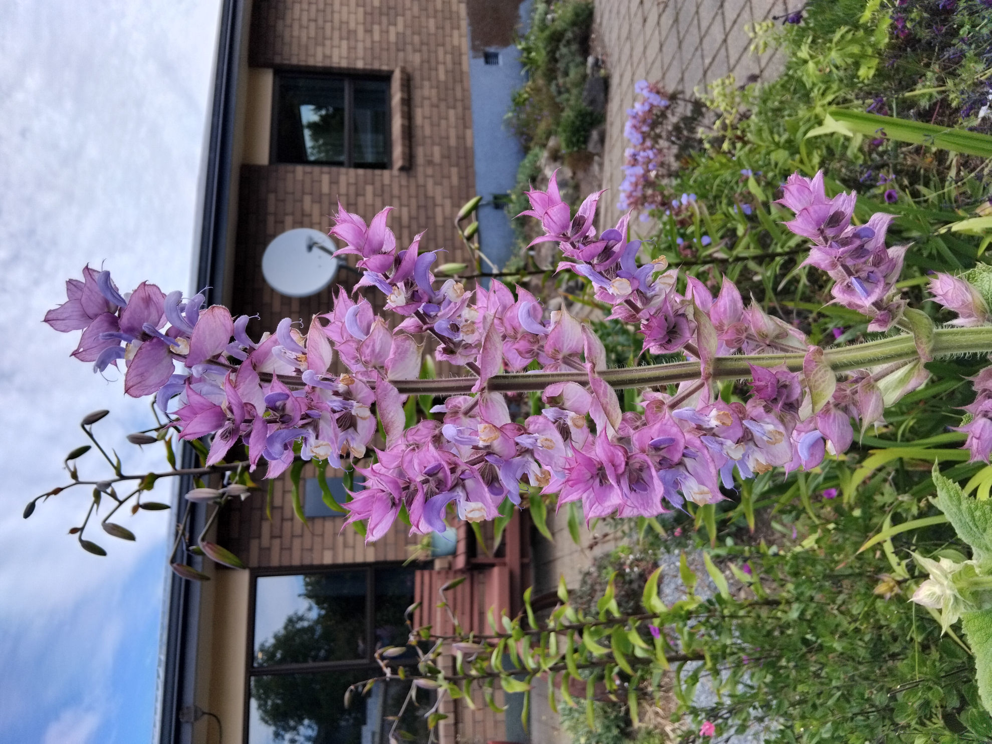 Salvia Schlarea Var Turkestanica Vatican Pink Wake Robin Nursery