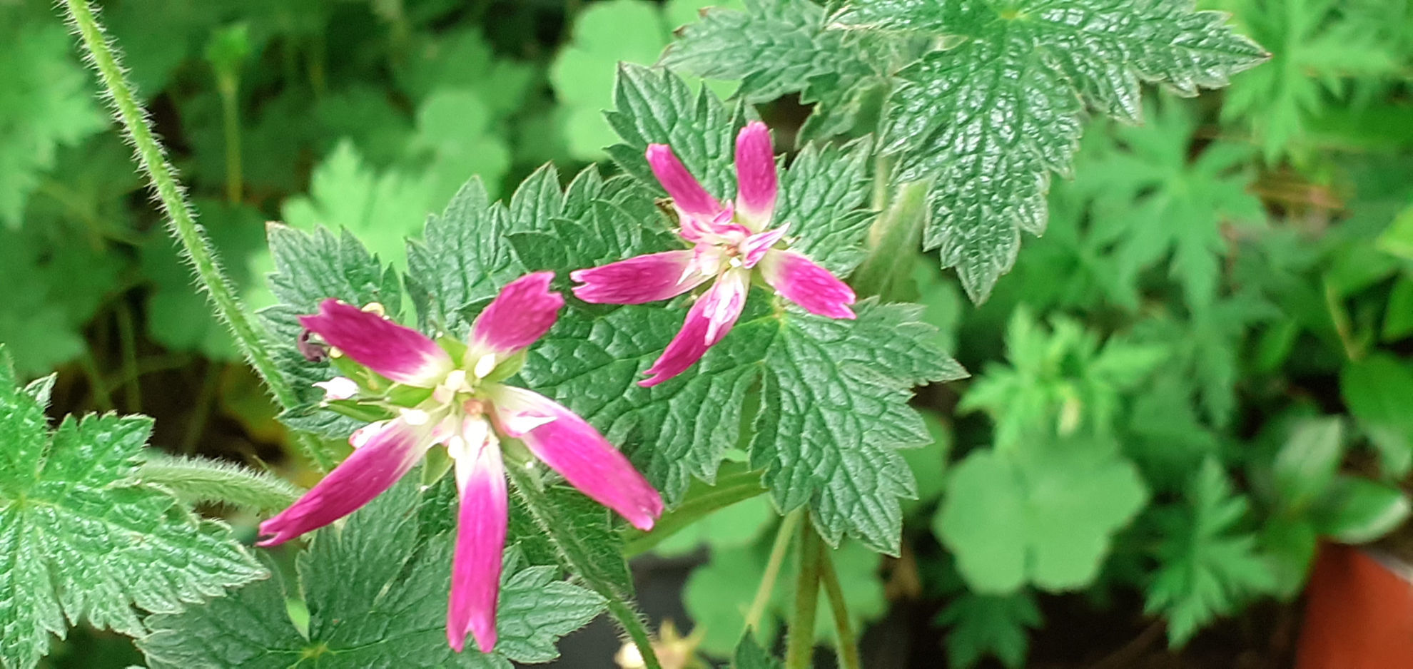 Geranium Oxonianum F Thurstonianum Wake Robin Nursery