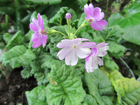 Primula sieboldii Mixed. 10 plants | Wake Robin Nursery