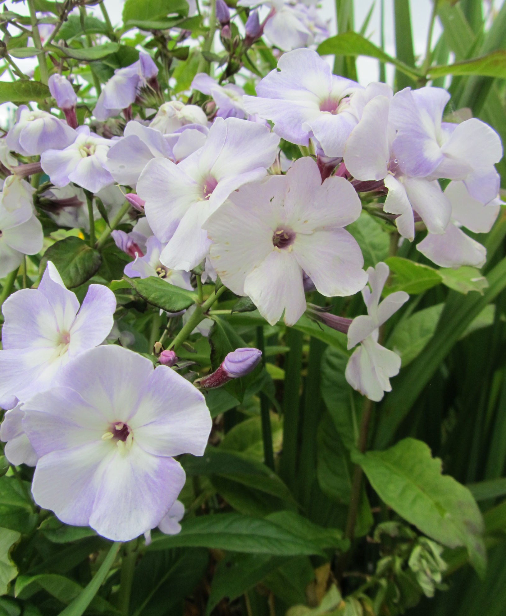 Primula sieboldii Mixed. 10 plants | Wake Robin Nursery